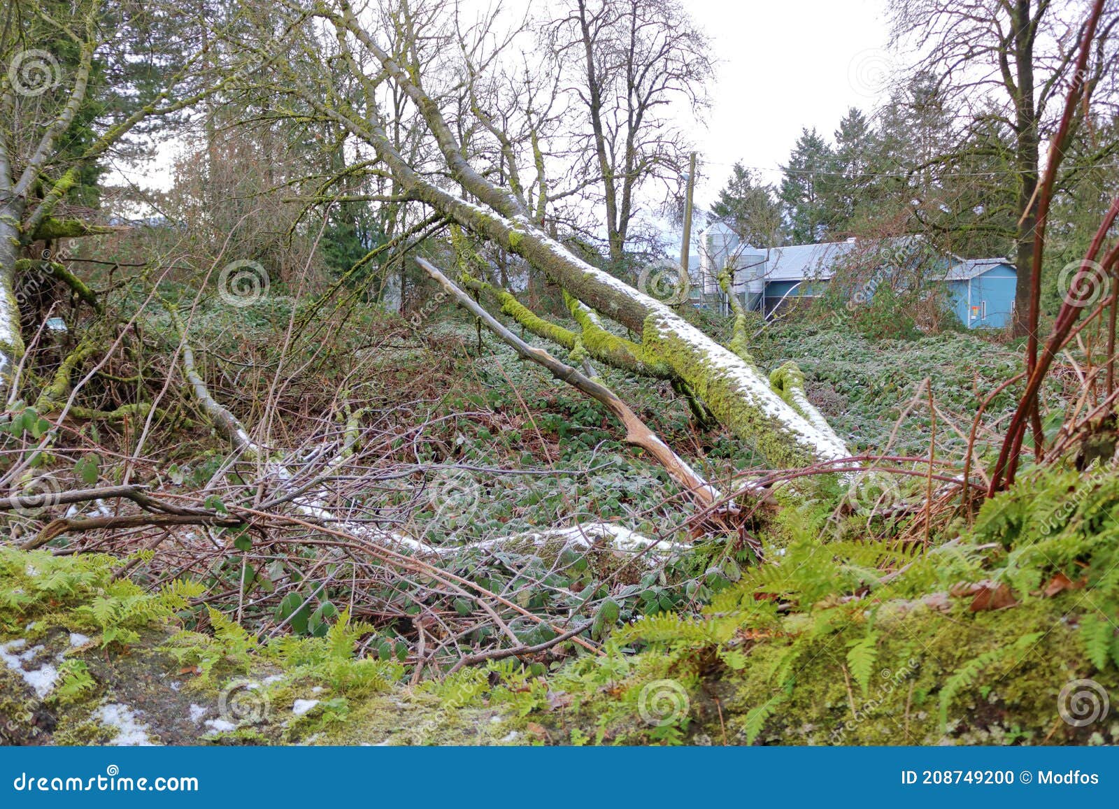 Front Yard Storm Damage stock photo. Image of wildlife - 208749200
