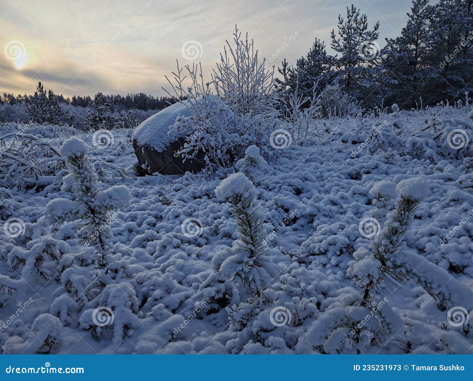 Winter Storm in a Forest in Winter Stock Image - Image of cold ...