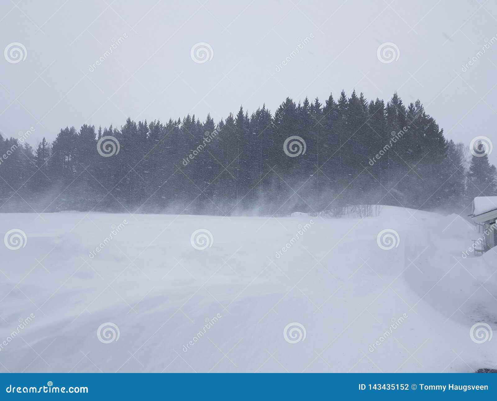 Winter Storm in Hedmark County Norway Stock Photo - Image of storm ...