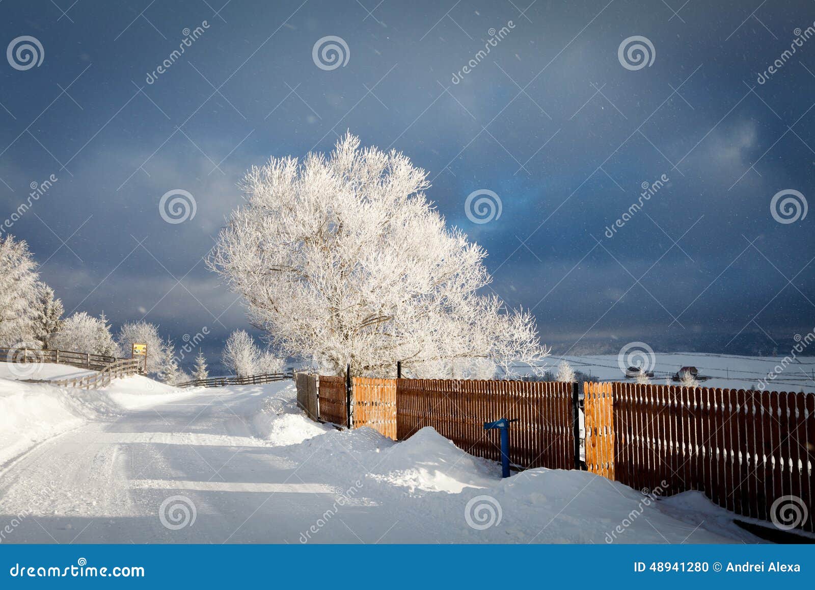 Winter Storm stock photo. Image of light, tree, snow - 48941280