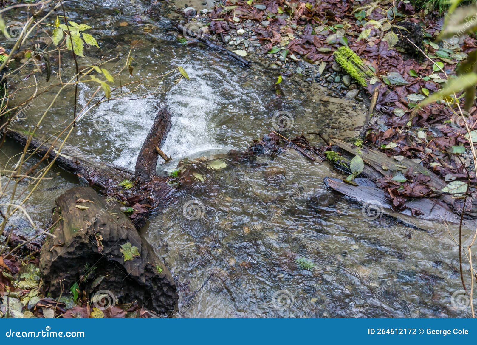 Winter Stream Close-up stock photo. Image of details - 264612172