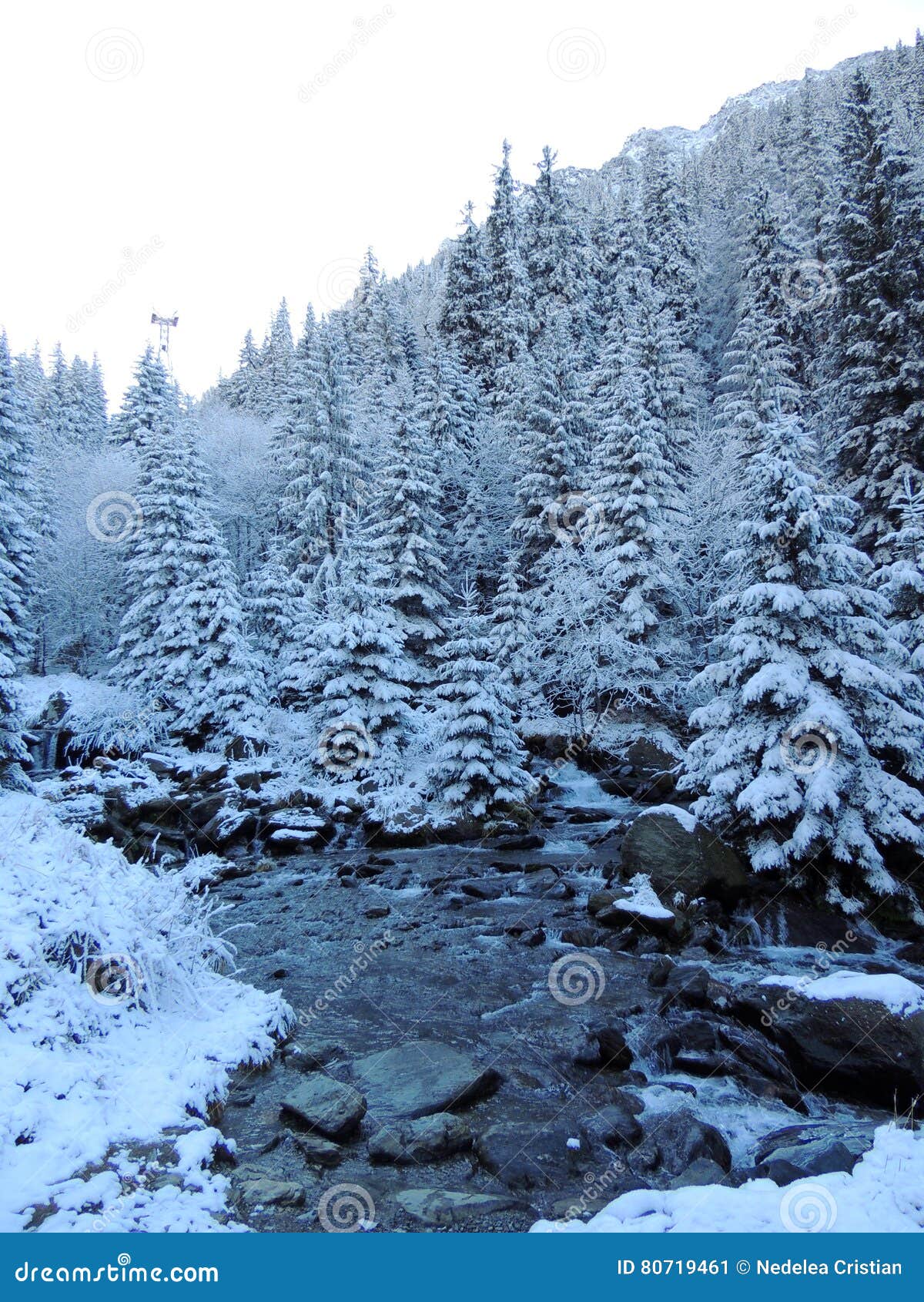 Winter stream stock image. Image of trees, stream, forest - 80719461