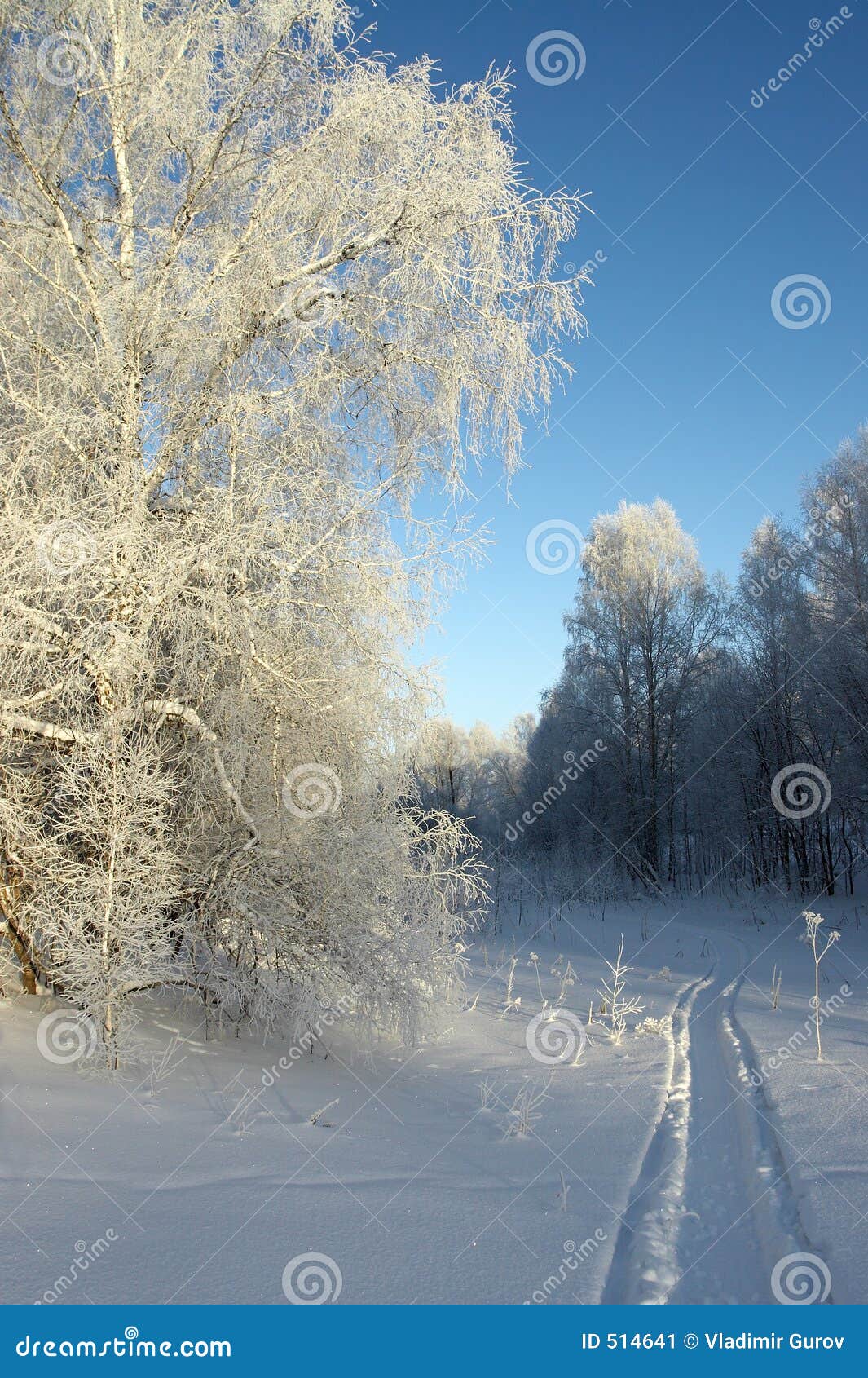 Winter stroll stock image. Image of shadow, hoar, tree - 514641