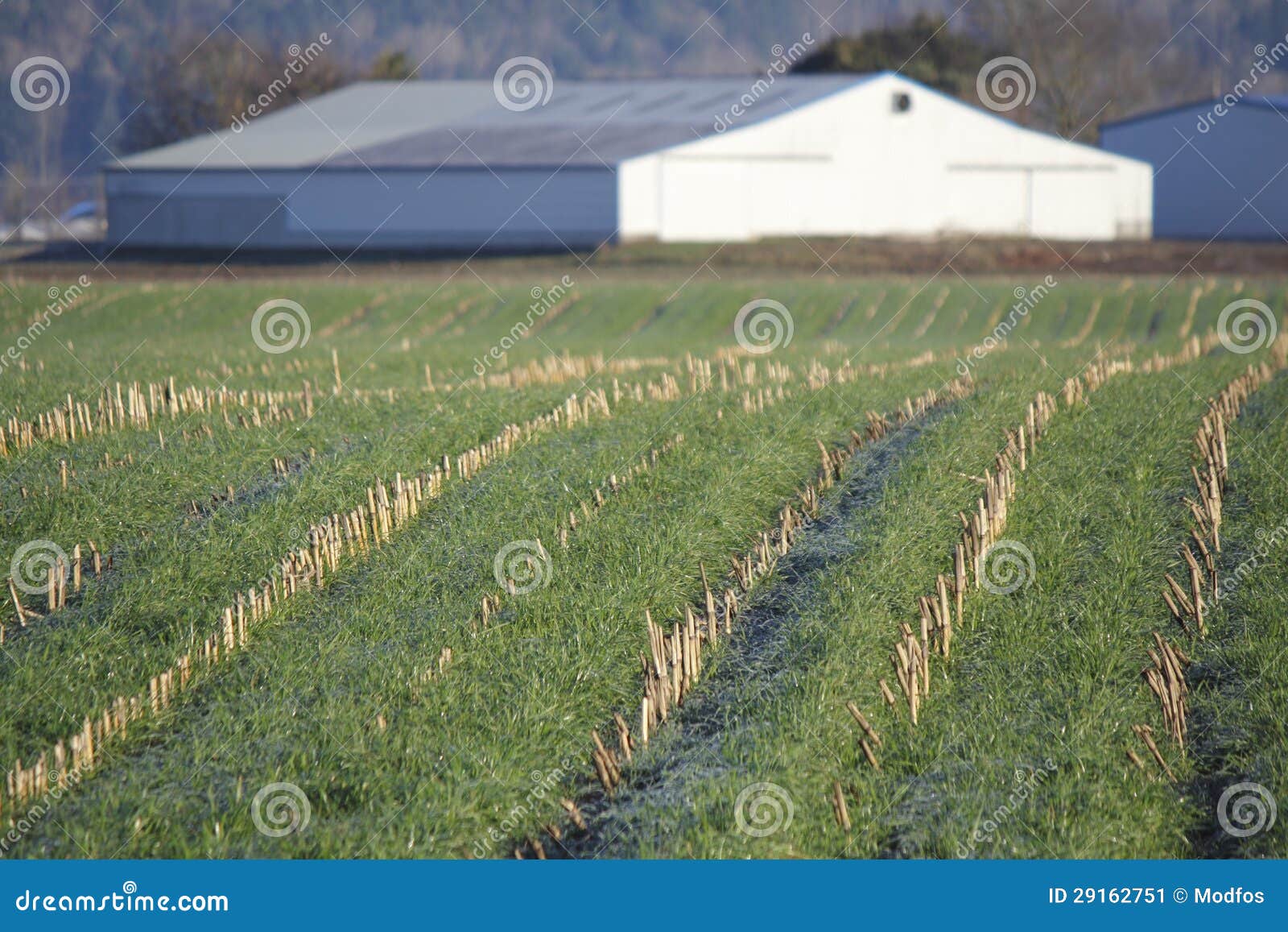 Winter Stubble stock image. Image of valley, grass, industry - 29162751