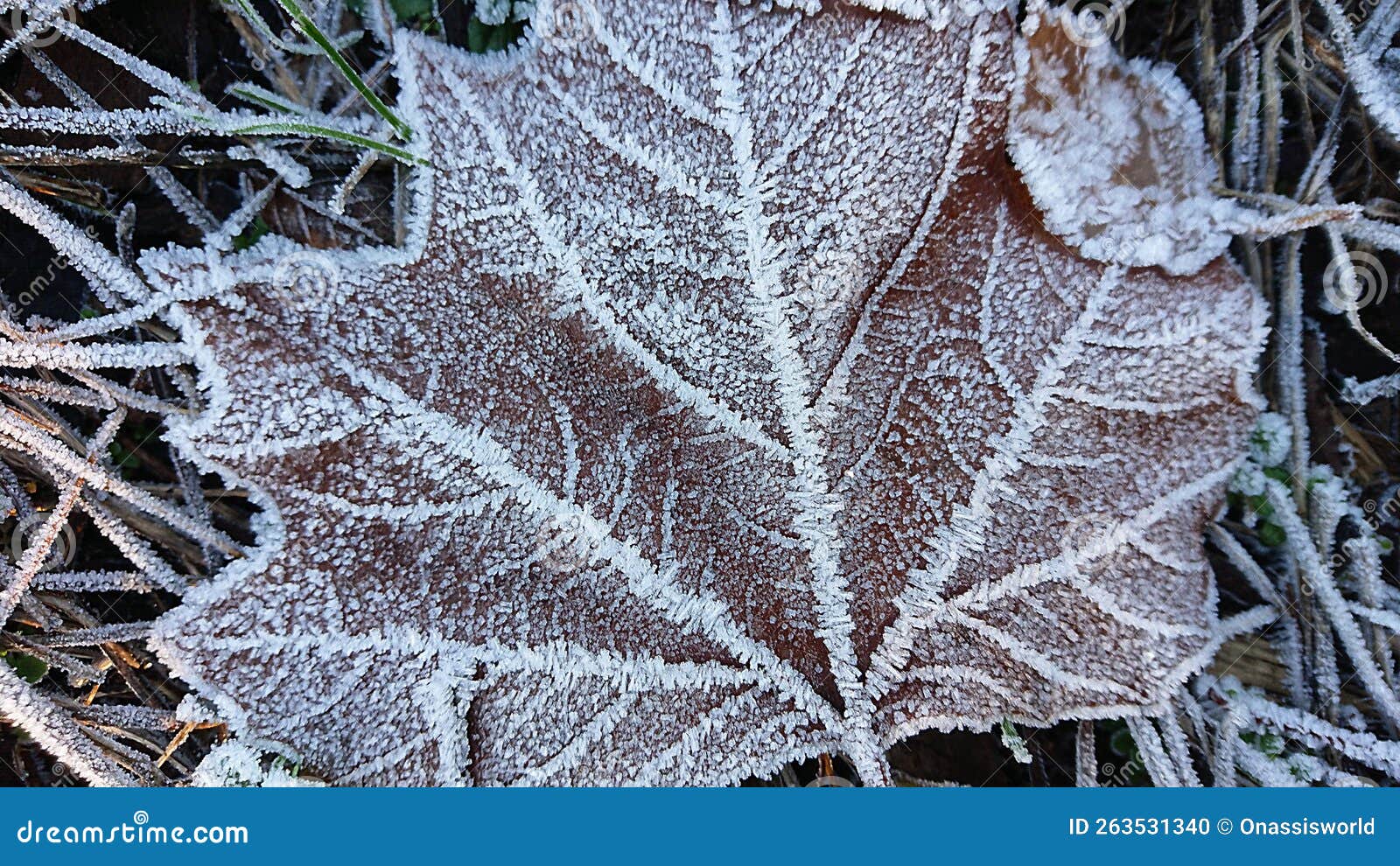 Winter Sub Zero Frost. Nature Backgrounds Stock Photo - Image of zero ...