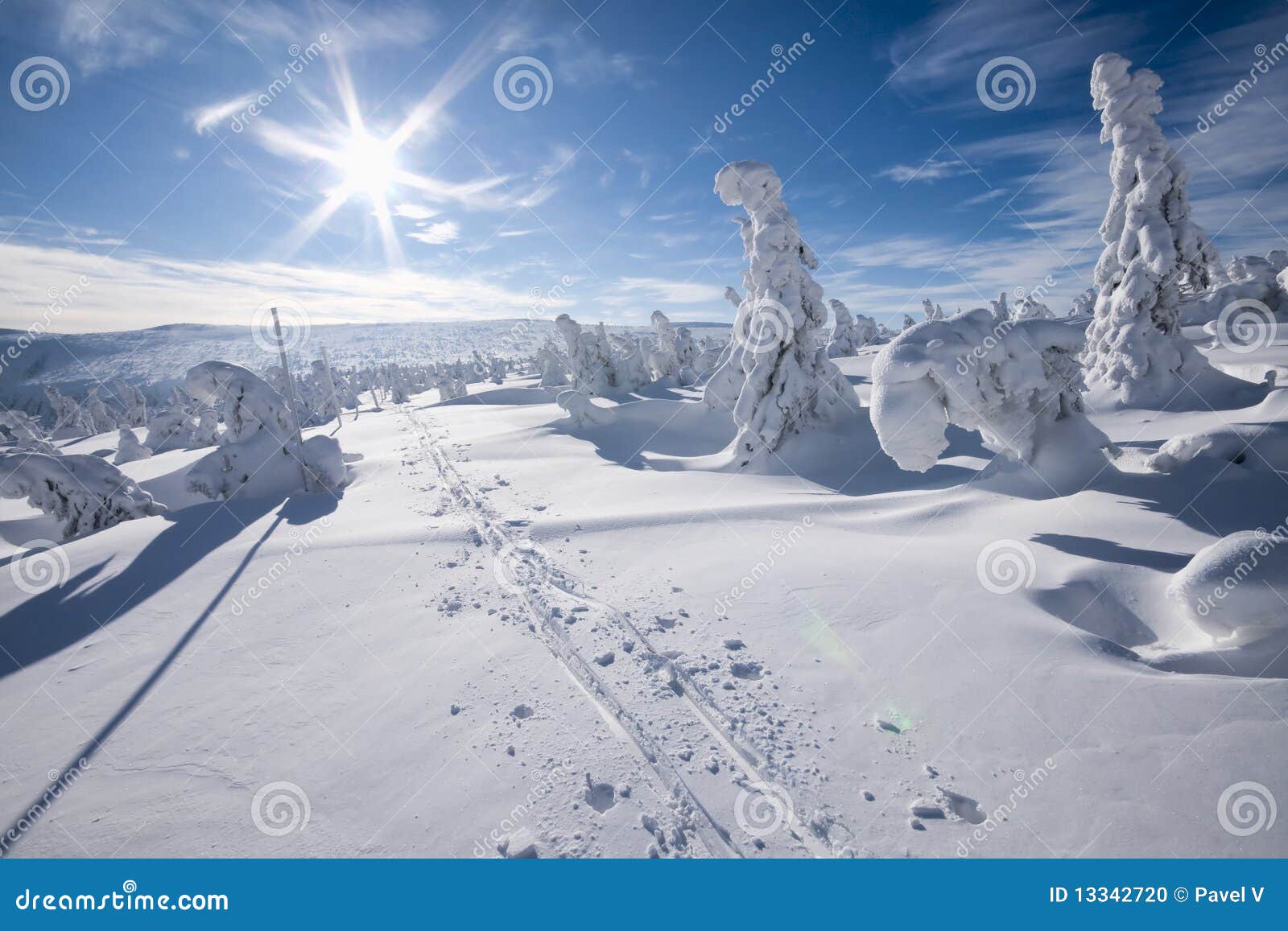 Winter sun stock photo. Image of nature, natural, lonely - 13342720