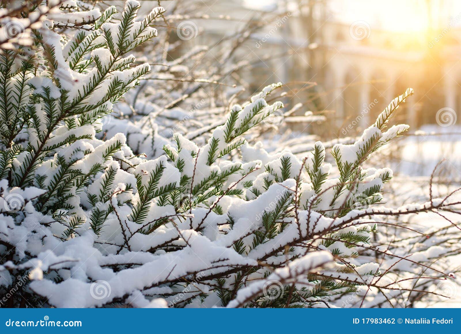 Winter sun stock photo. Image of season, fabruary, climate - 17983462