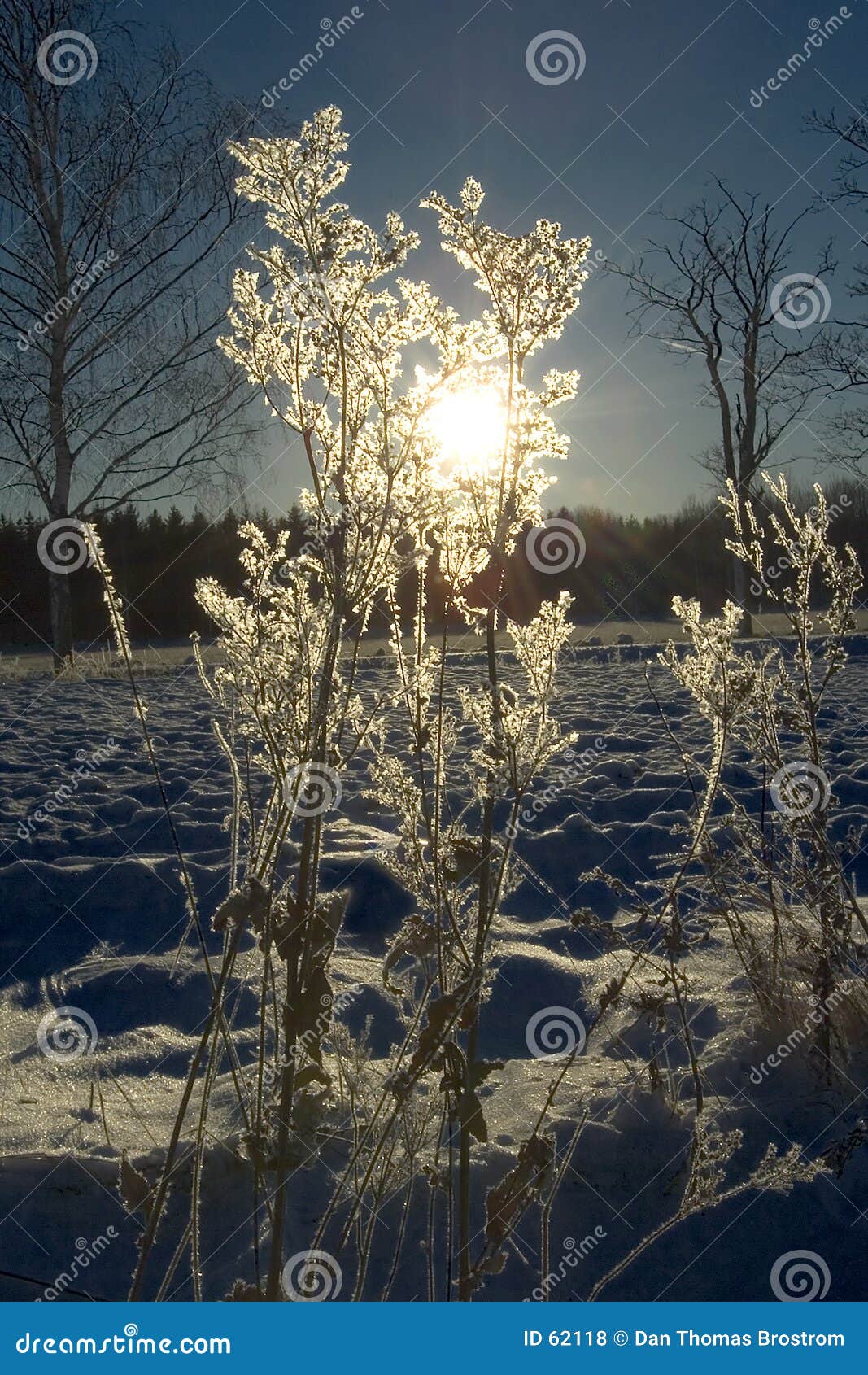 Winter sun stock photo. Image of emotive, snow, dark, warm - 62118