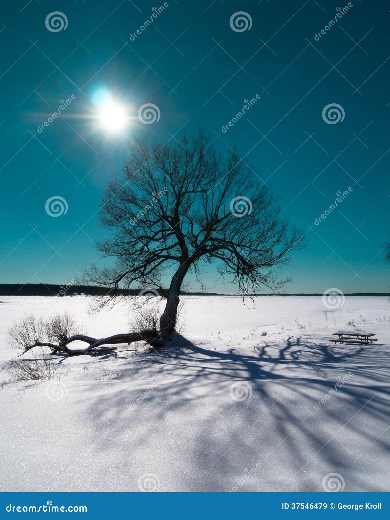 Winter Sun and Dramatic Tree Shadow Stock Image - Image of winter ...
