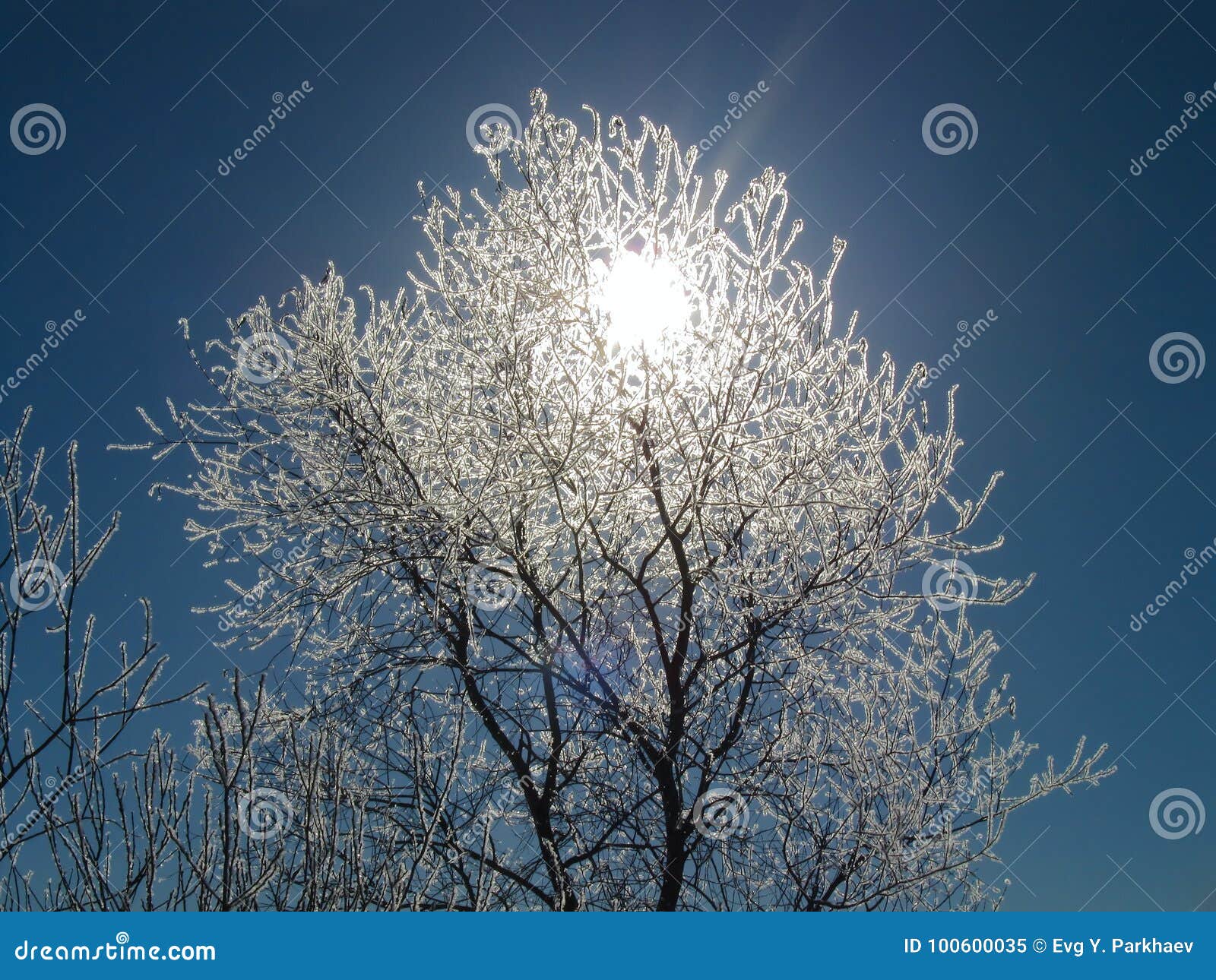 Winter sun and ice stock image. Image of flora, sparks - 100600035
