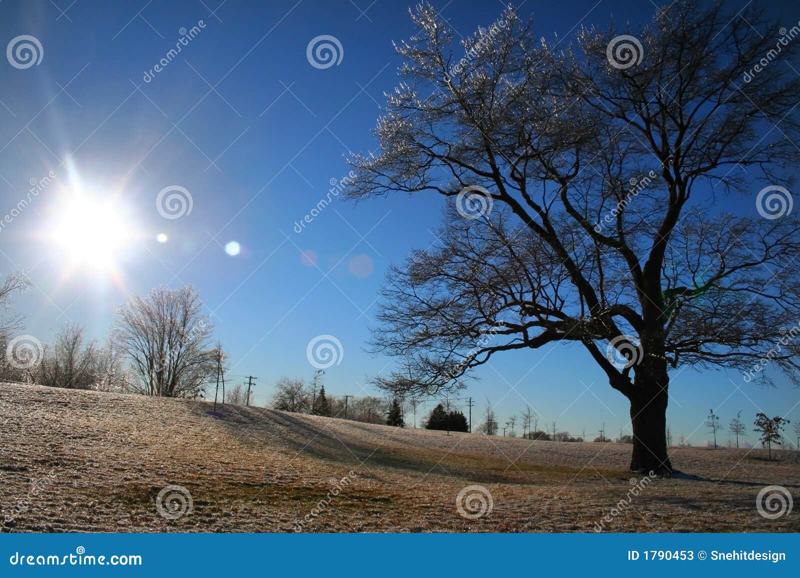 Winter sun light stock image. Image of january, nature - 1790453