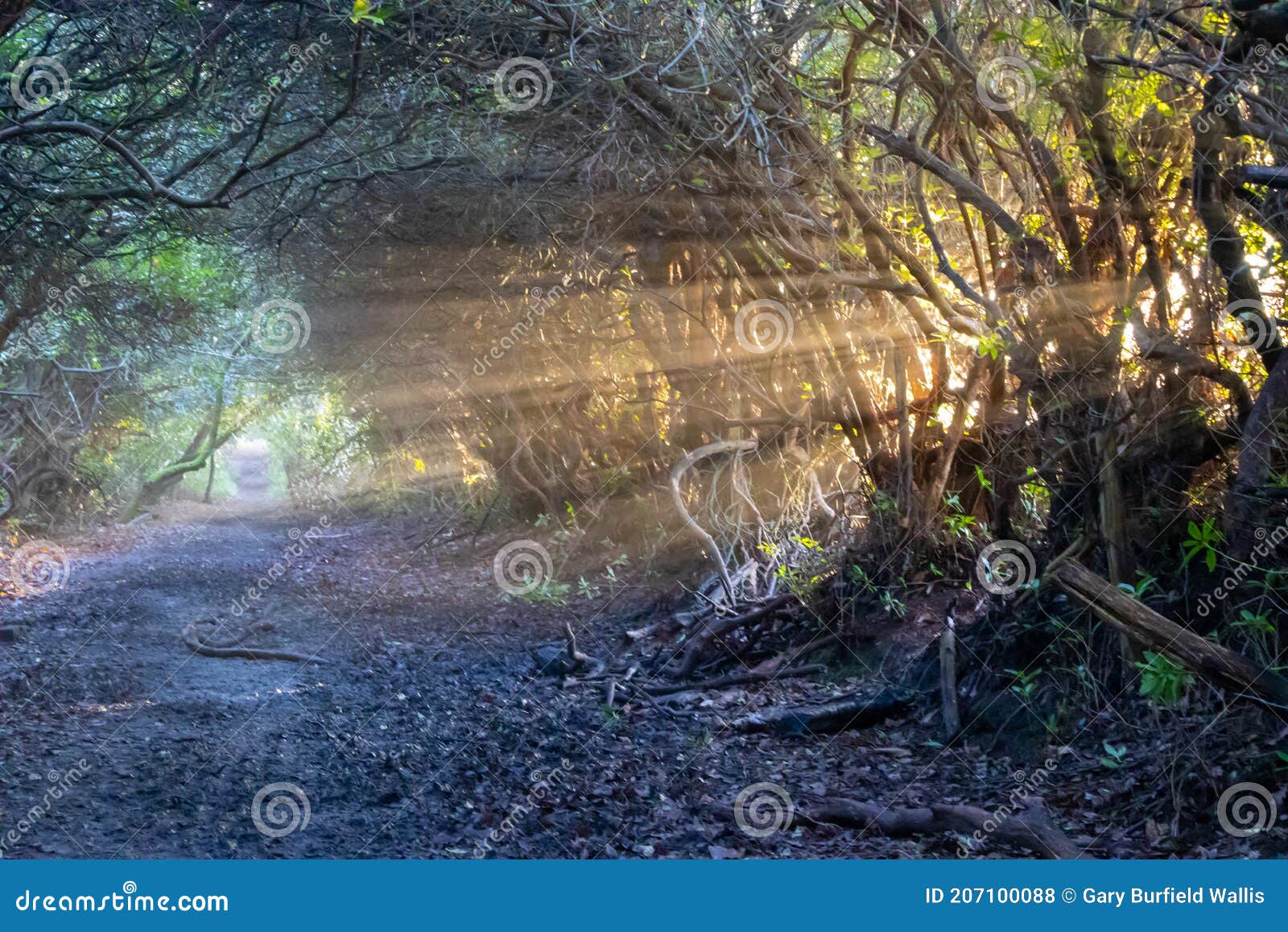 Winter Sun Rays on a Woodland Path Stock Photo - Image of people ...