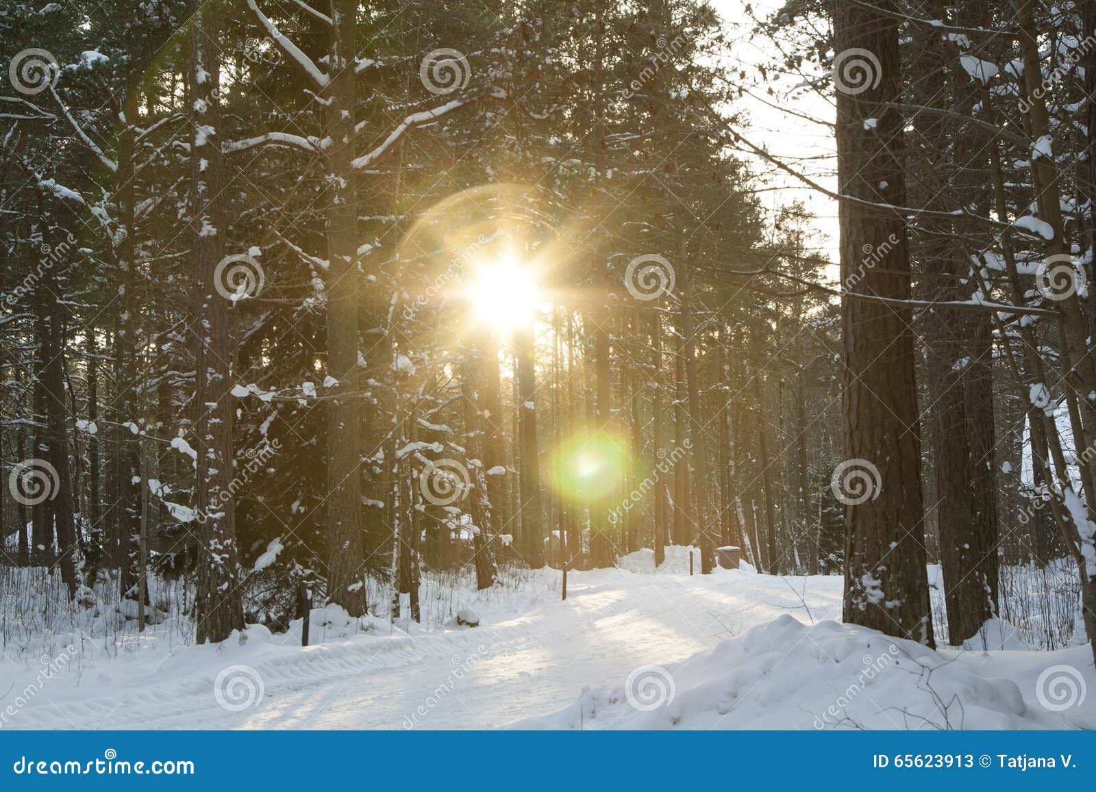 Winter Sun between the Trees Stock Image - Image of flashing, frozen ...