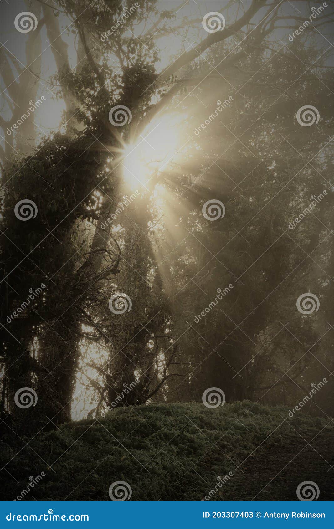 Winter Sun through Trees with Sun Rays Stock Image - Image of misty ...
