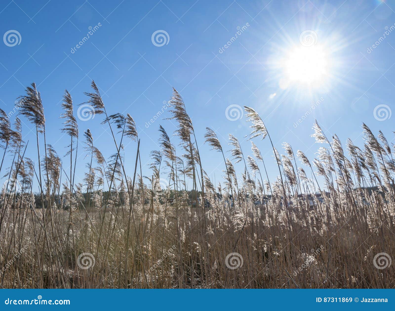 Winter Sunlight through Golden Reed Stock Image - Image of winter ...