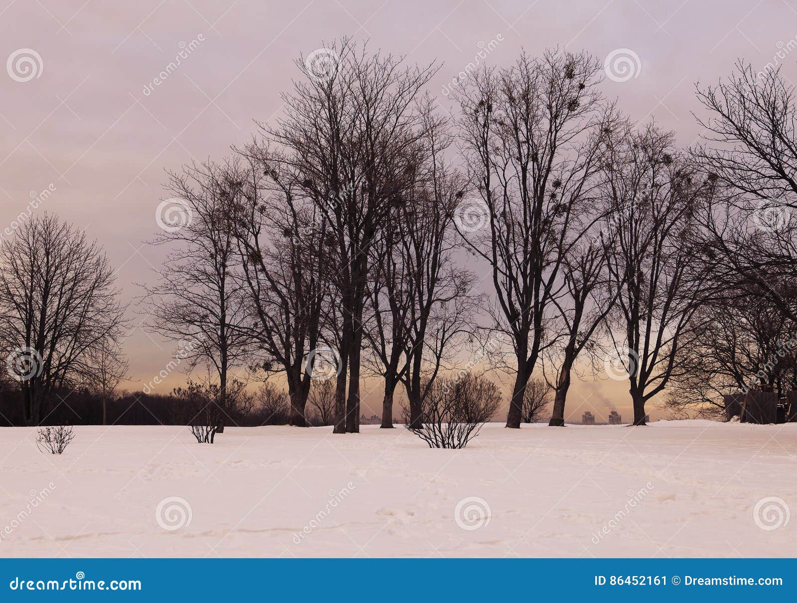 Winter Sunset in the Botanical Garden Stock Image - Image of trees ...