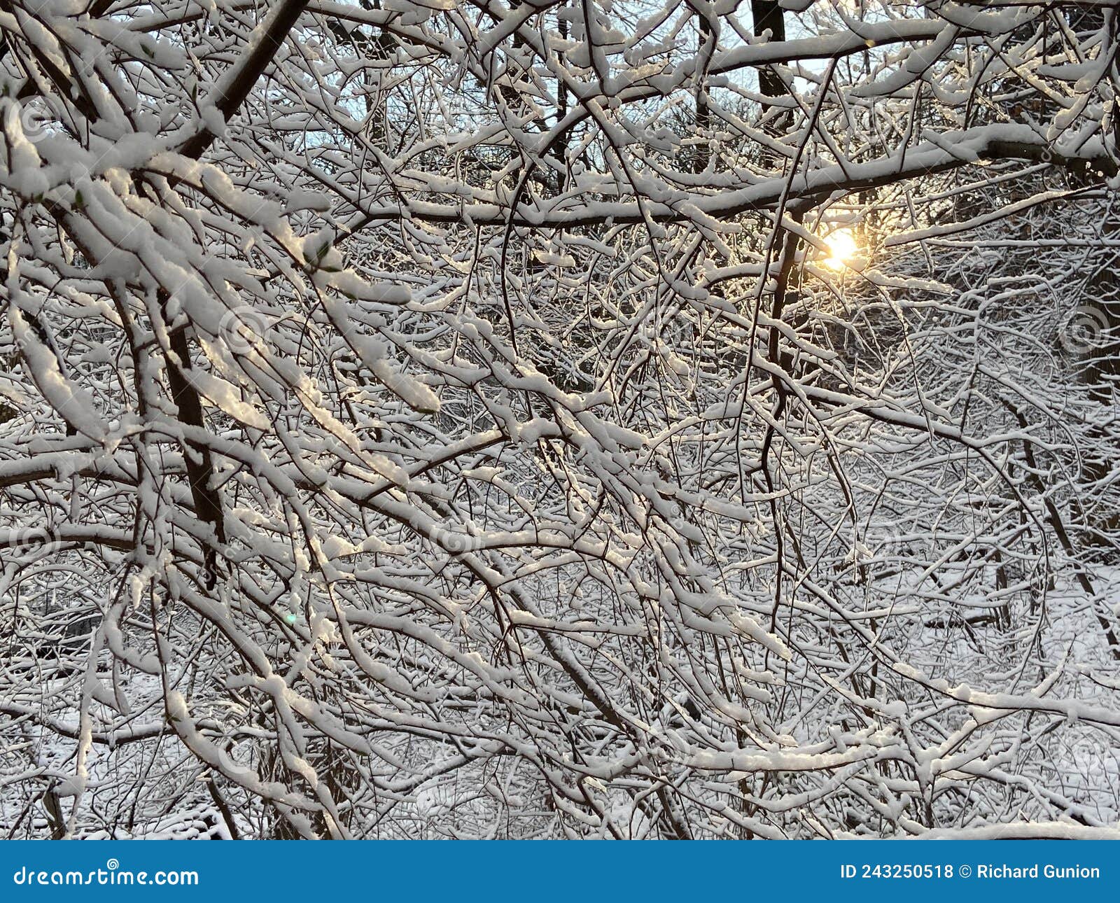 Winter Sunset in the Forest in March Stock Photo - Image of march ...