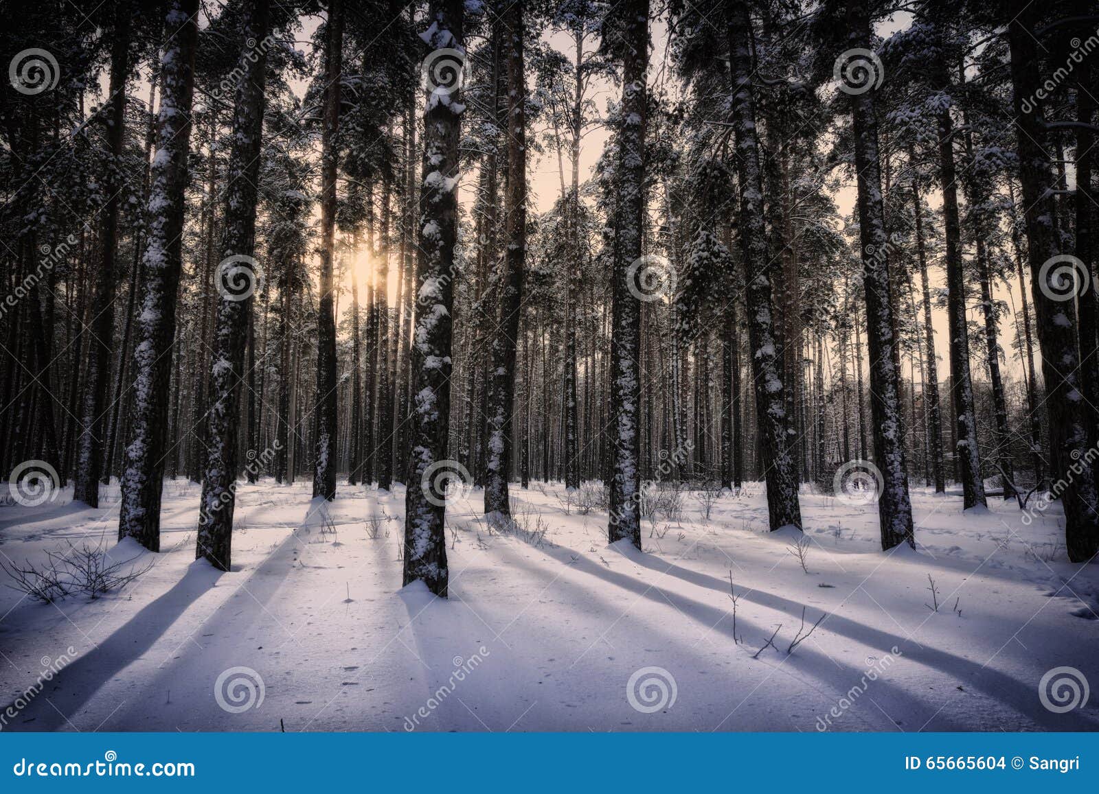 Winter Sunset in the Forest Stock Photo - Image of light, north: 65665604