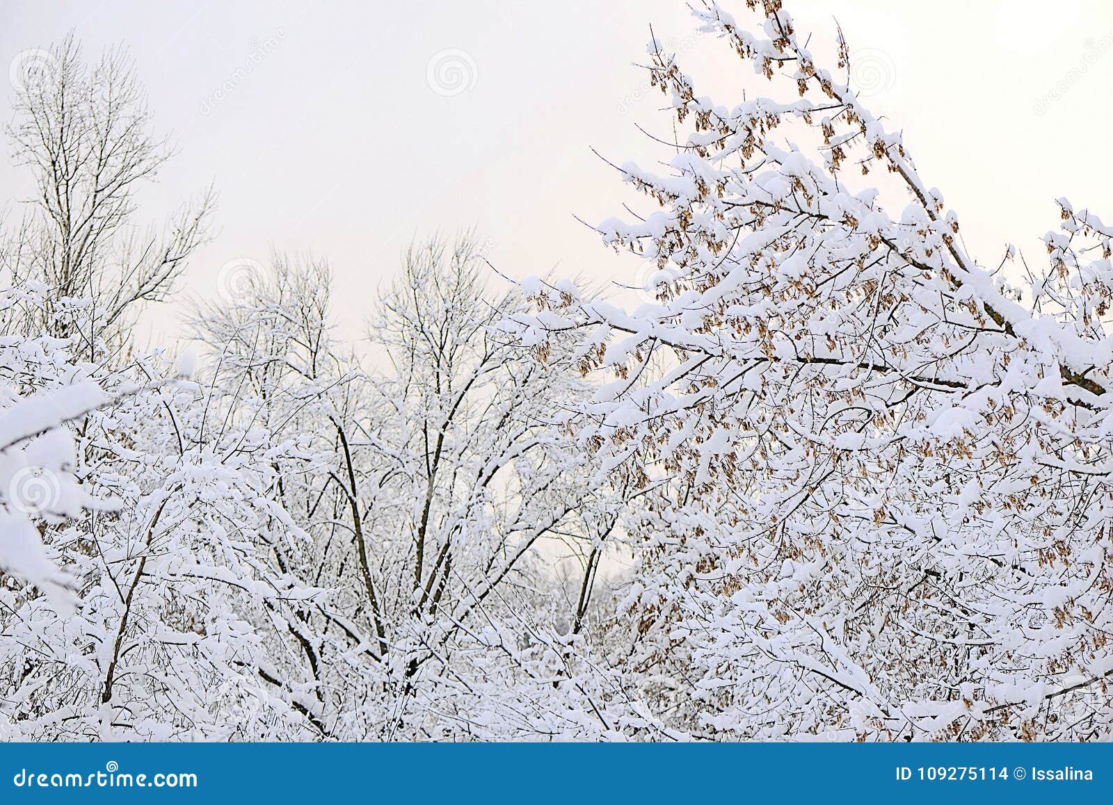Winter Sunset in the Moscow Forest Stock Photo - Image of white, cold ...