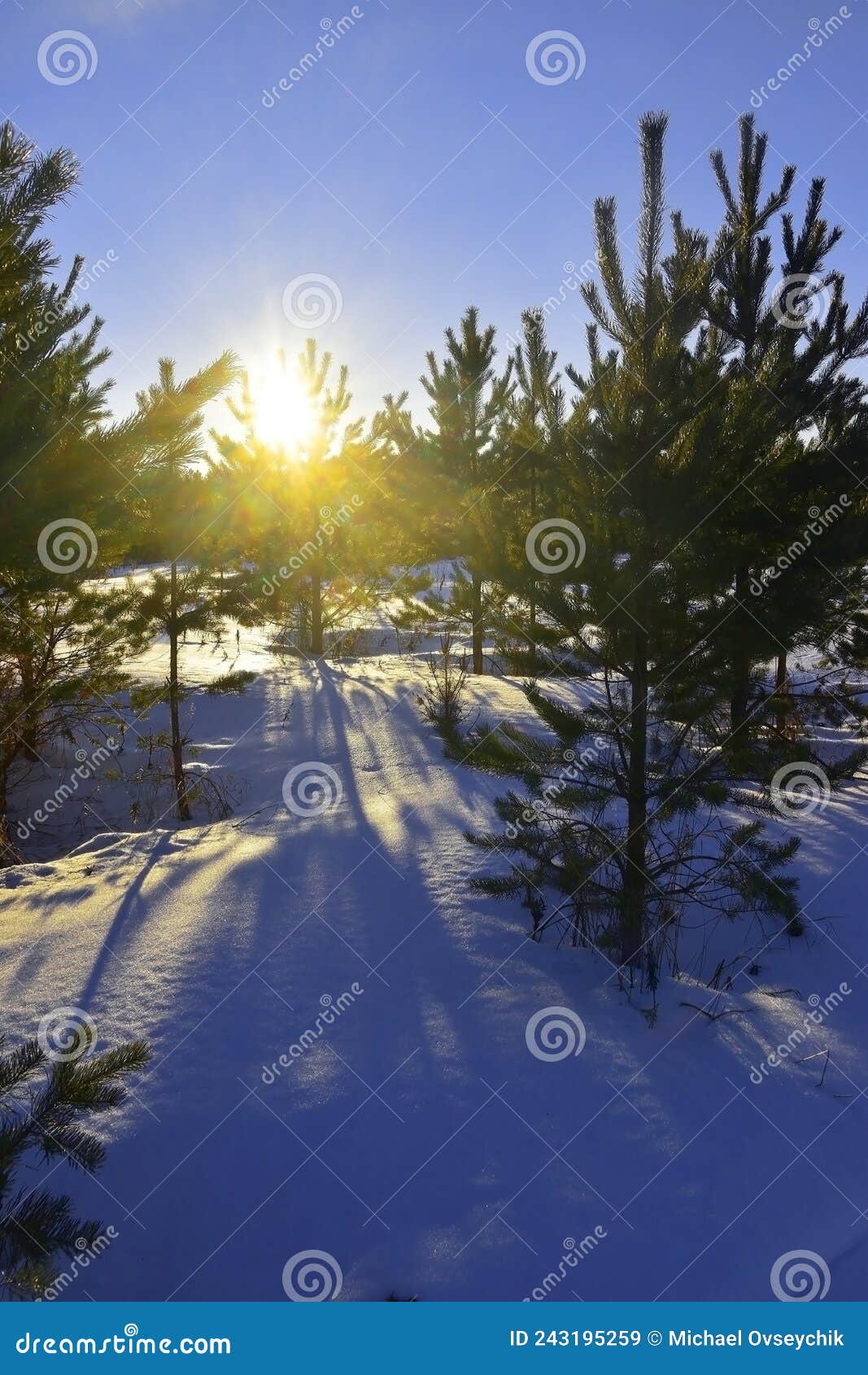 Winter Sunset in the Snowy Forest Stock Image - Image of idyllic, light ...