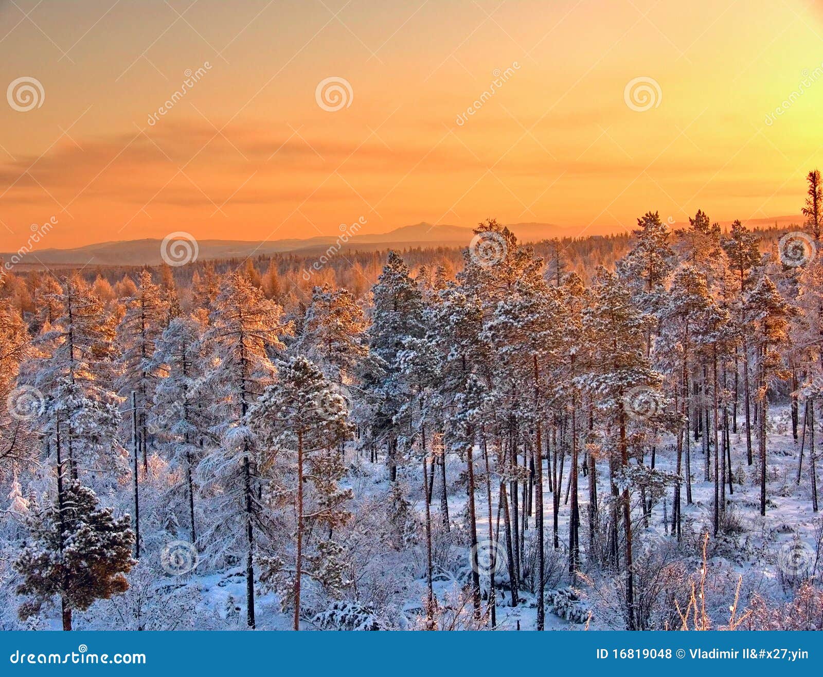 Winter sunset taiga stock photo. Image of pine, taiga - 16819048