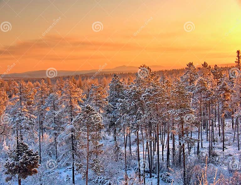 Winter sunset taiga stock photo. Image of pine, taiga - 16819048