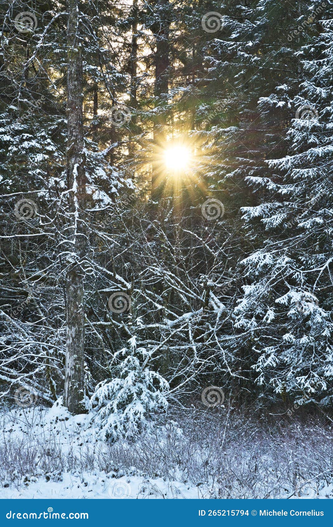 Winter Sunset Though Trees with Snow Stock Photo - Image of cottonwood ...