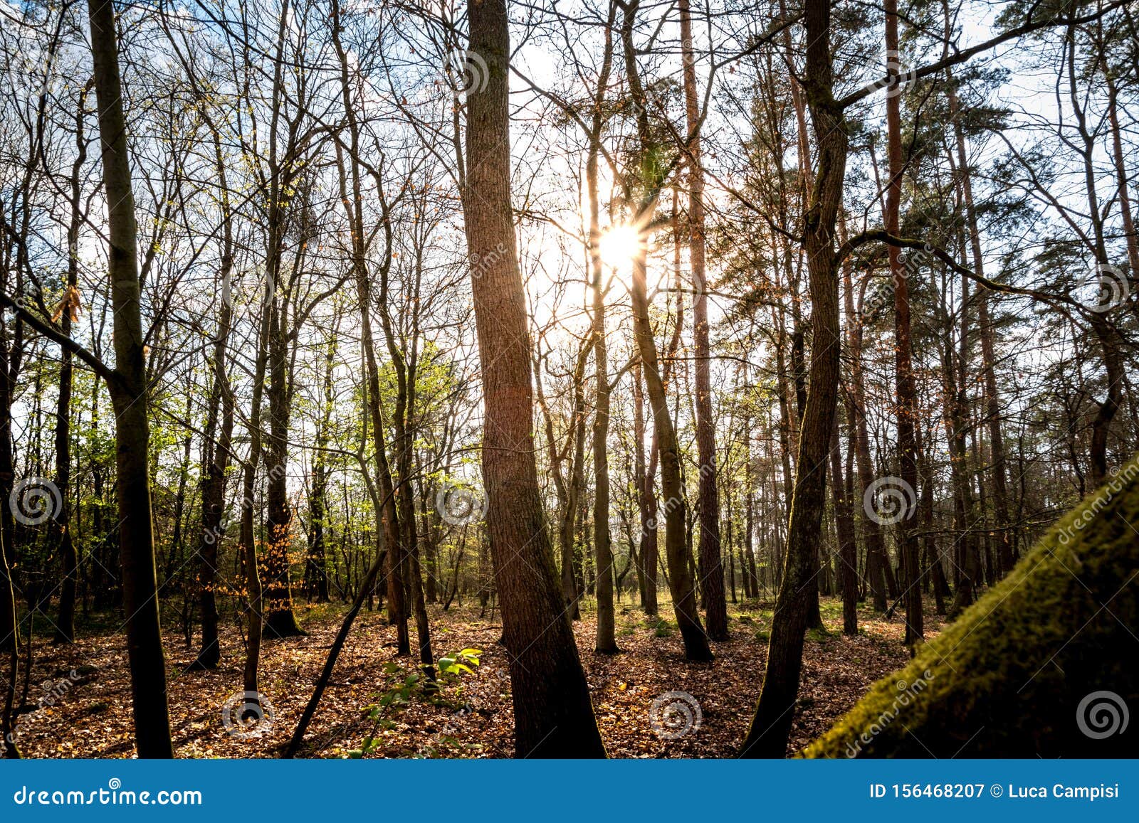 Winter Sunset in the Wood. the Forest Magnified by Sun Light and Tree ...