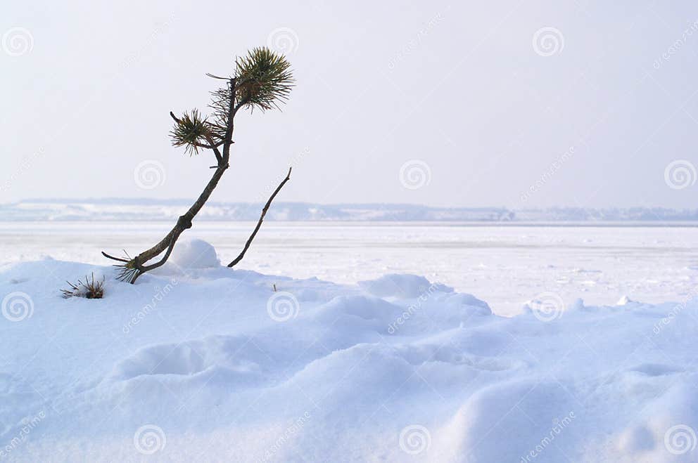 Winter: survive stock photo. Image of defying, single, melting - 86086