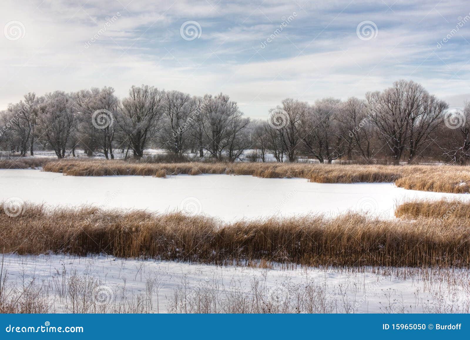 Winter swamp stock photo. Image of dramatic, lake, frost - 15965050