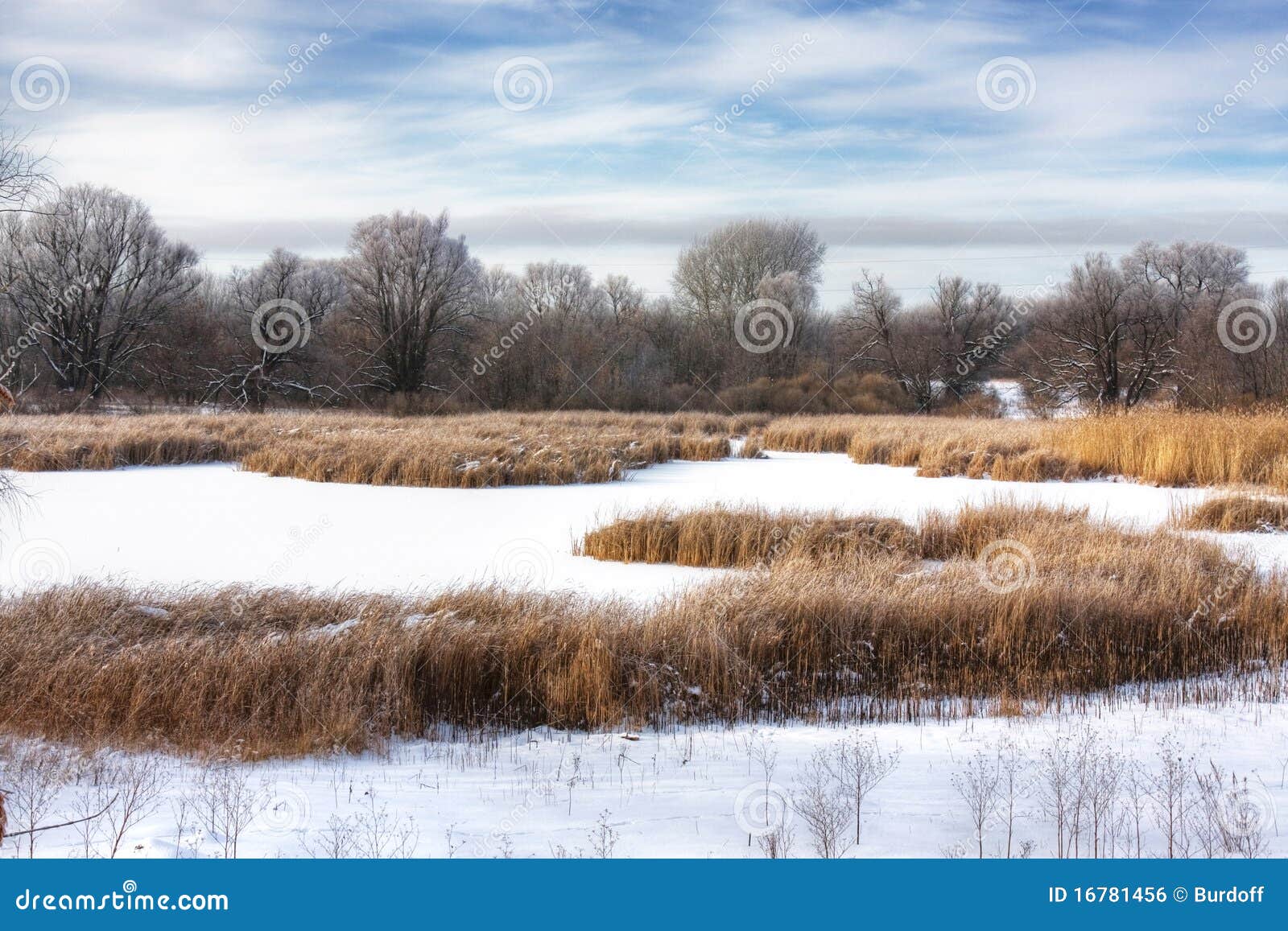Winter swamp stock photo. Image of fall, blue, park, cold - 16781456