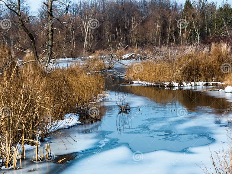 Winter in the Swamp stock photo. Image of freezing, january - 28540204