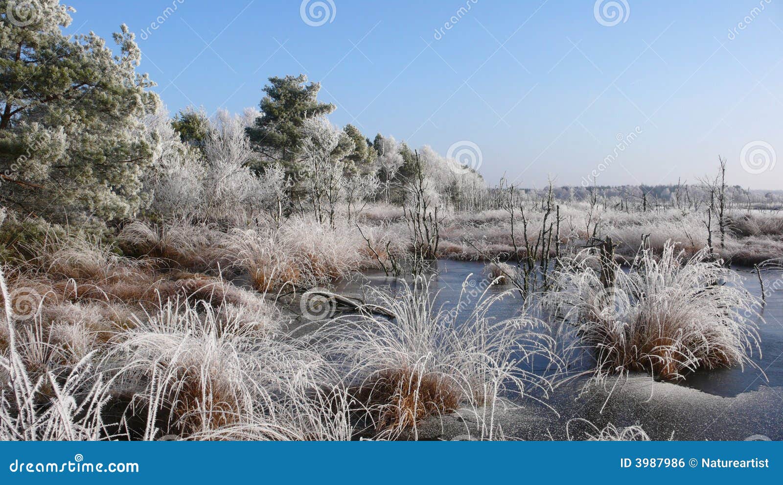 Winter Swamp stock photo. Image of winter, snow, hoar - 3987986