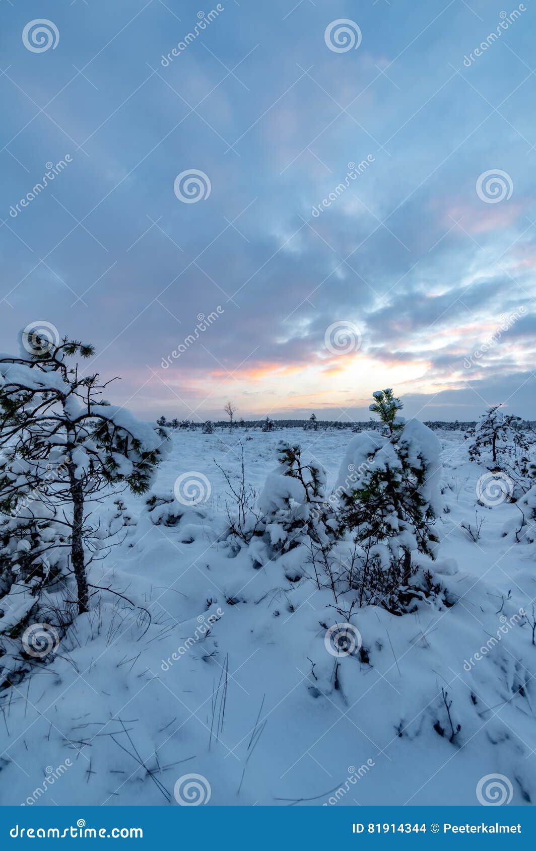 Winter Swamp Landscape at Sunset Stock Photo - Image of season ...