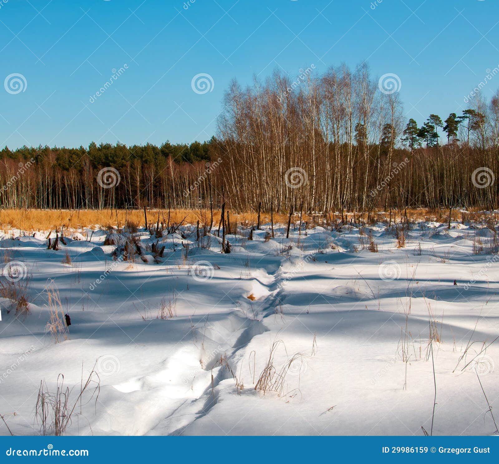 Winter swamp stock image. Image of eaves, covered, pine - 29986159