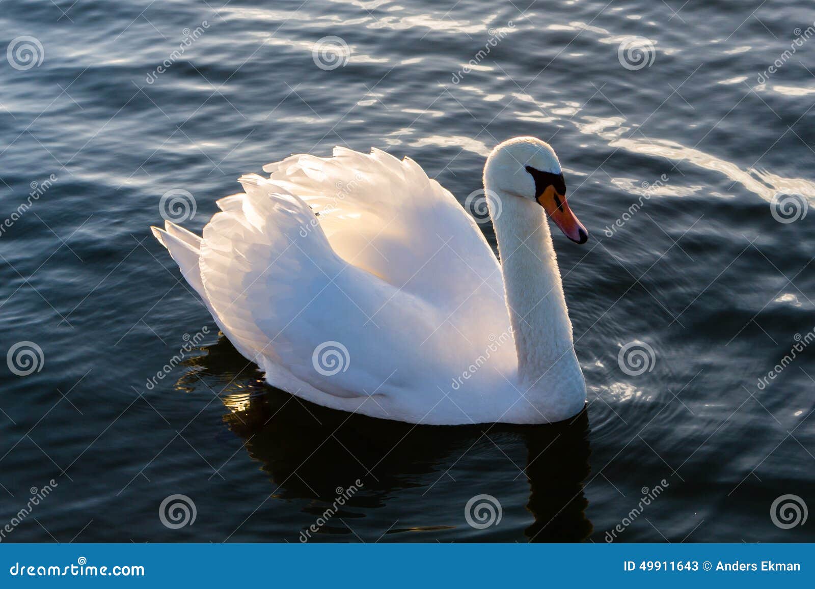 Winter swan stock image. Image of cold, waterfowl, swan - 49911643