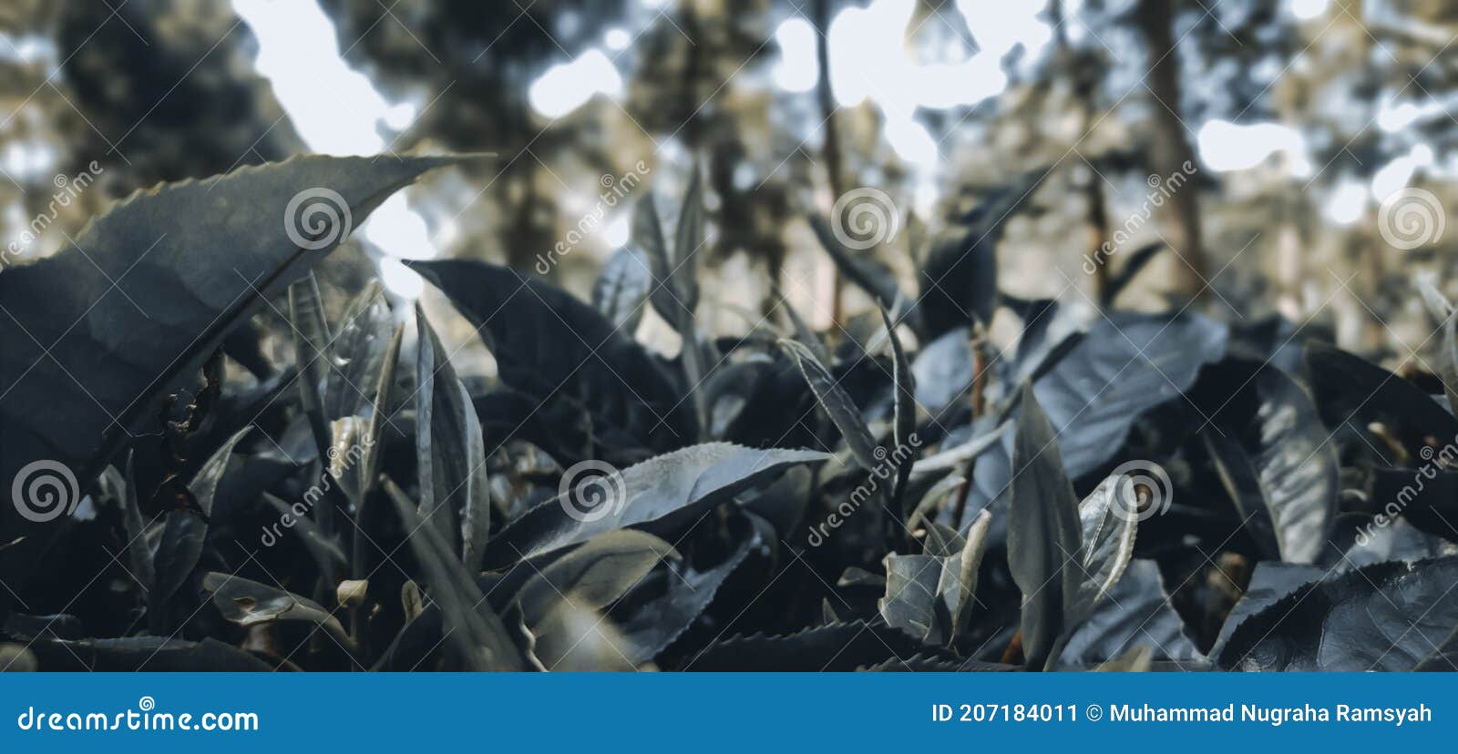 Winter in tea plantation stock image. Image of bird - 207184011