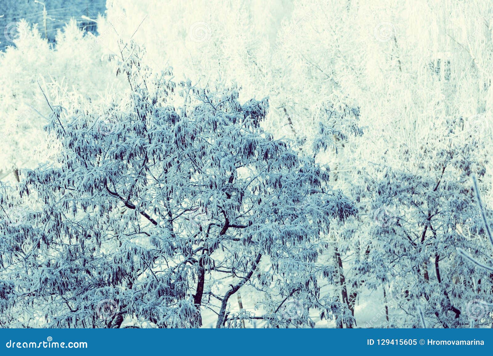 Winter Texture of the Branches of Trees Covered with a Thick Layer of ...