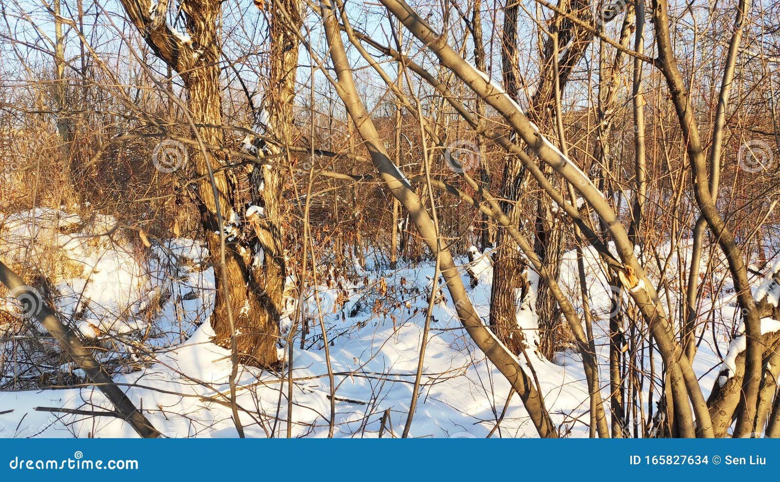 Disorderly Trees in the Woods in Winter Stock Photo - Image of woods ...