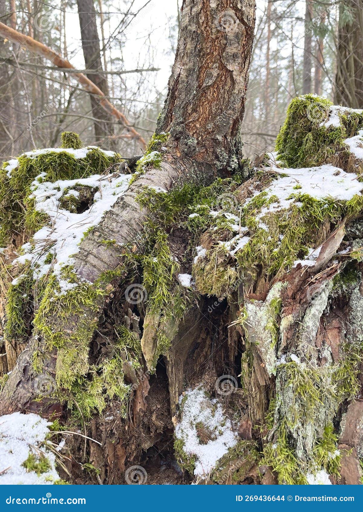 In Winter, There is a Pine Tree with Protruding Roots in the Forest ...