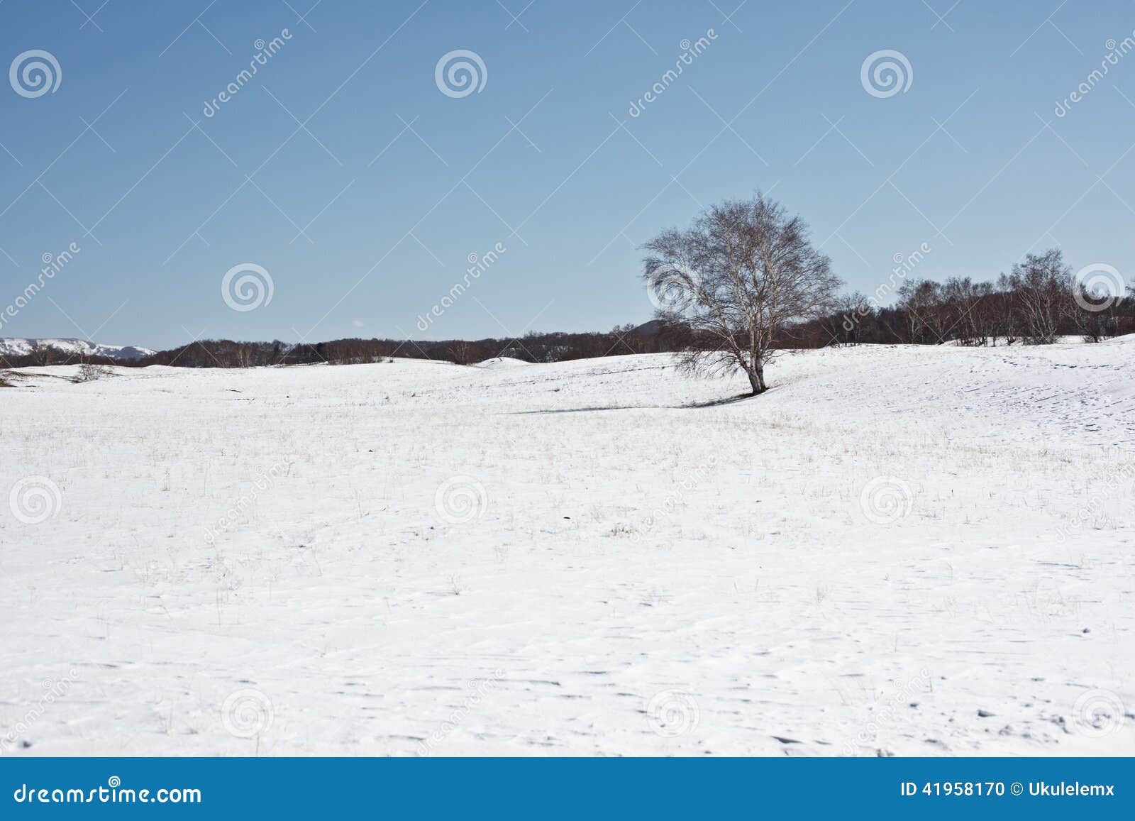 In Winter There is Snow on the Grassland with Silver Birch Forest ...