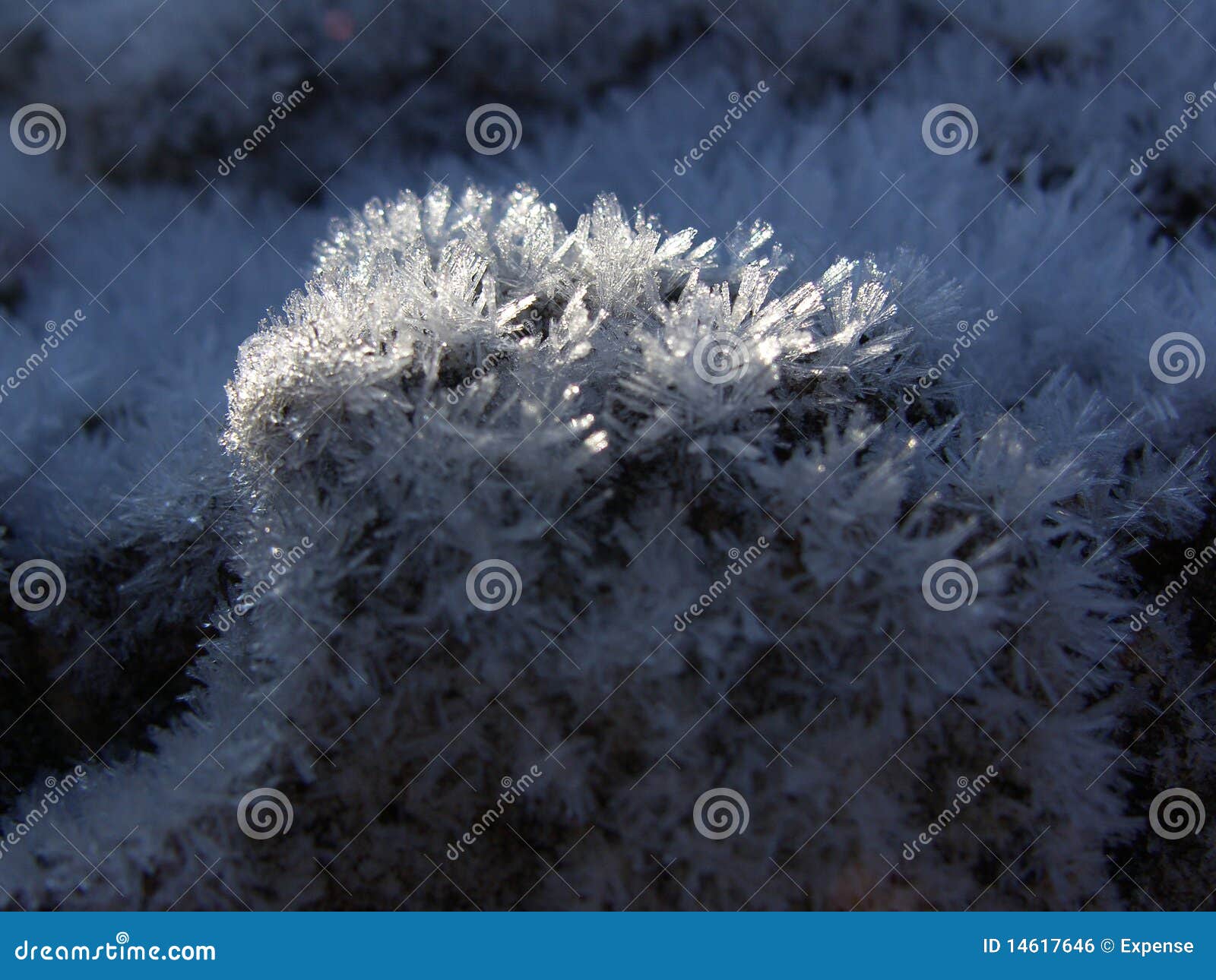 Winter thorn stock photo. Image of morning, winter, colors - 14617646
