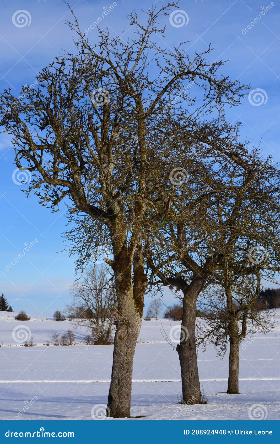 In Winter Three Bare Deciduous Trees Stands in the Snow Against a Blue ...
