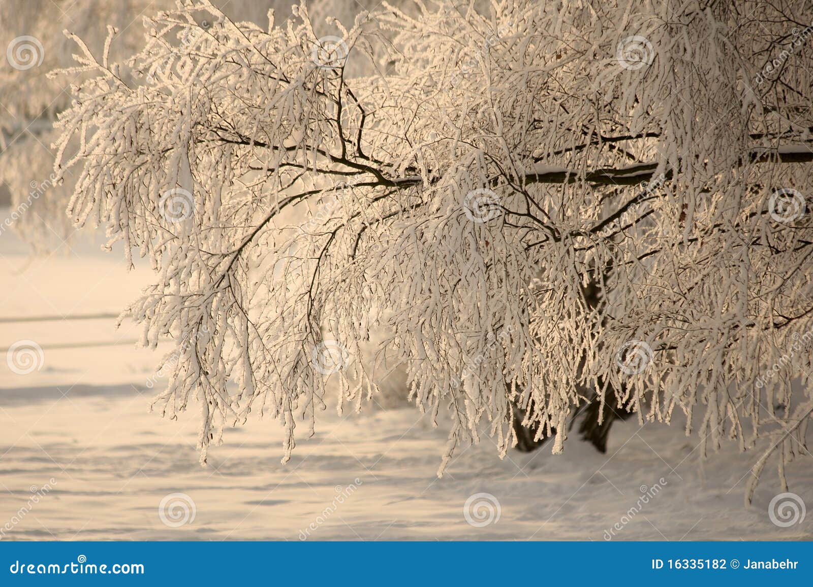 Winter time stock photo. Image of branches, snowy, time - 16335182