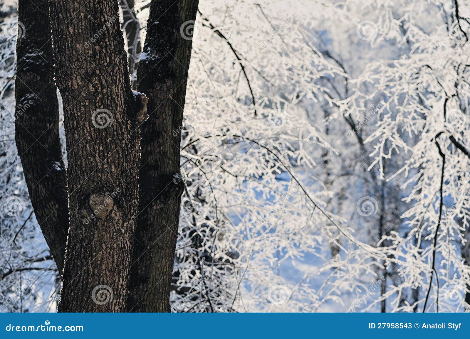 Winter-Time stock image. Image of crust, bush, outdoor - 27958543