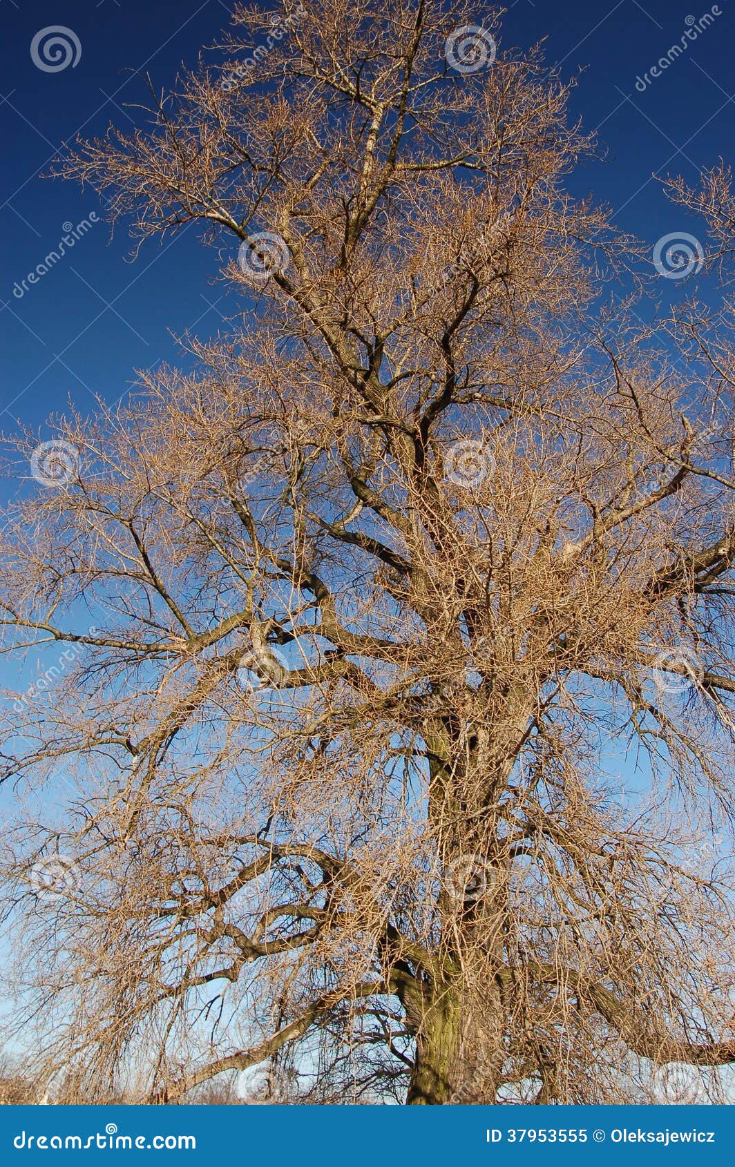 Winter Time, Tree on Saturated Background Stock Image - Image of ...
