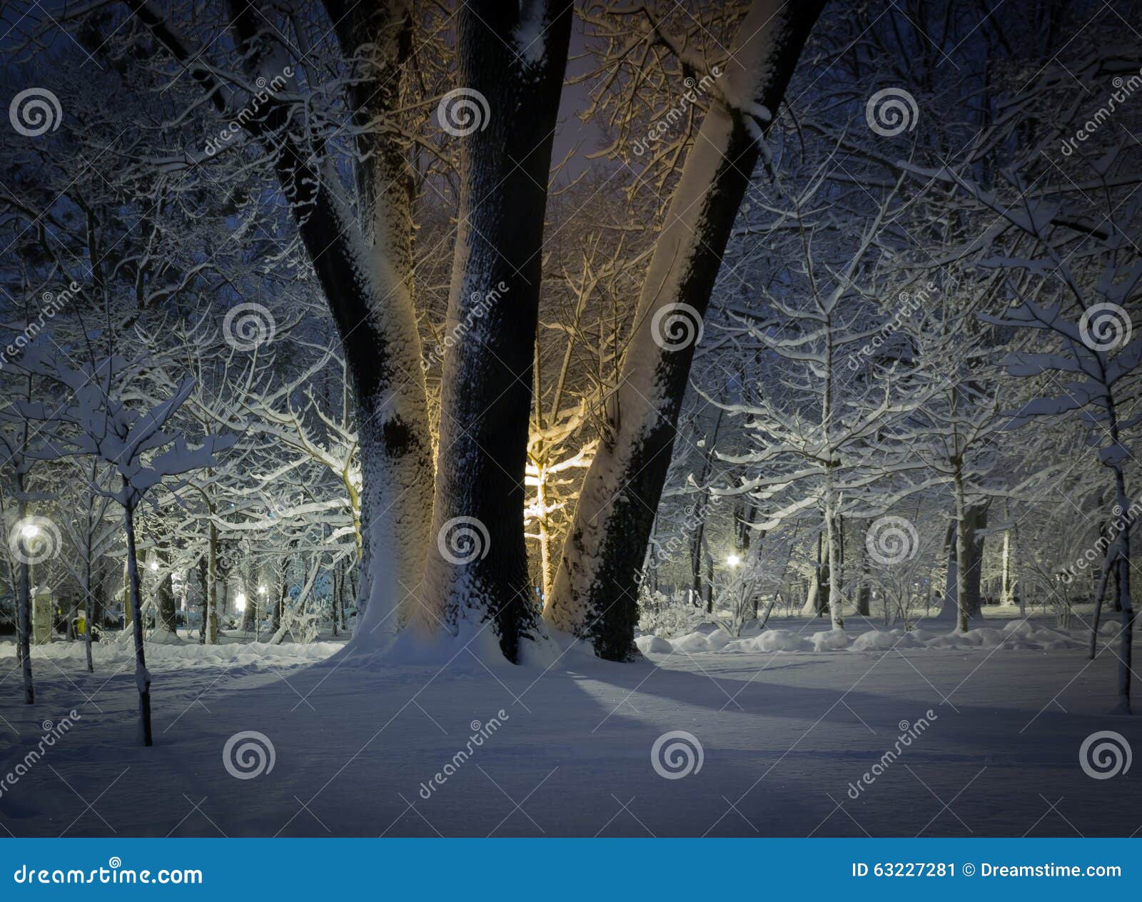 Winter Time Trees in a Park at Night Stock Image - Image of night ...