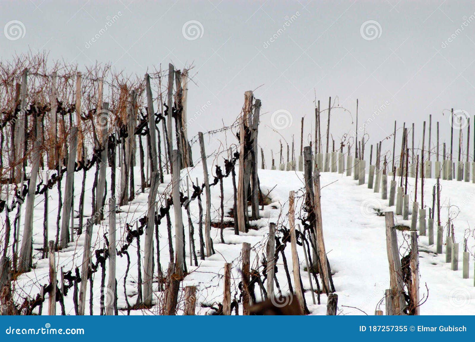 Winter Time in the Vineyard Stock Image - Image of snowy, cultivation ...