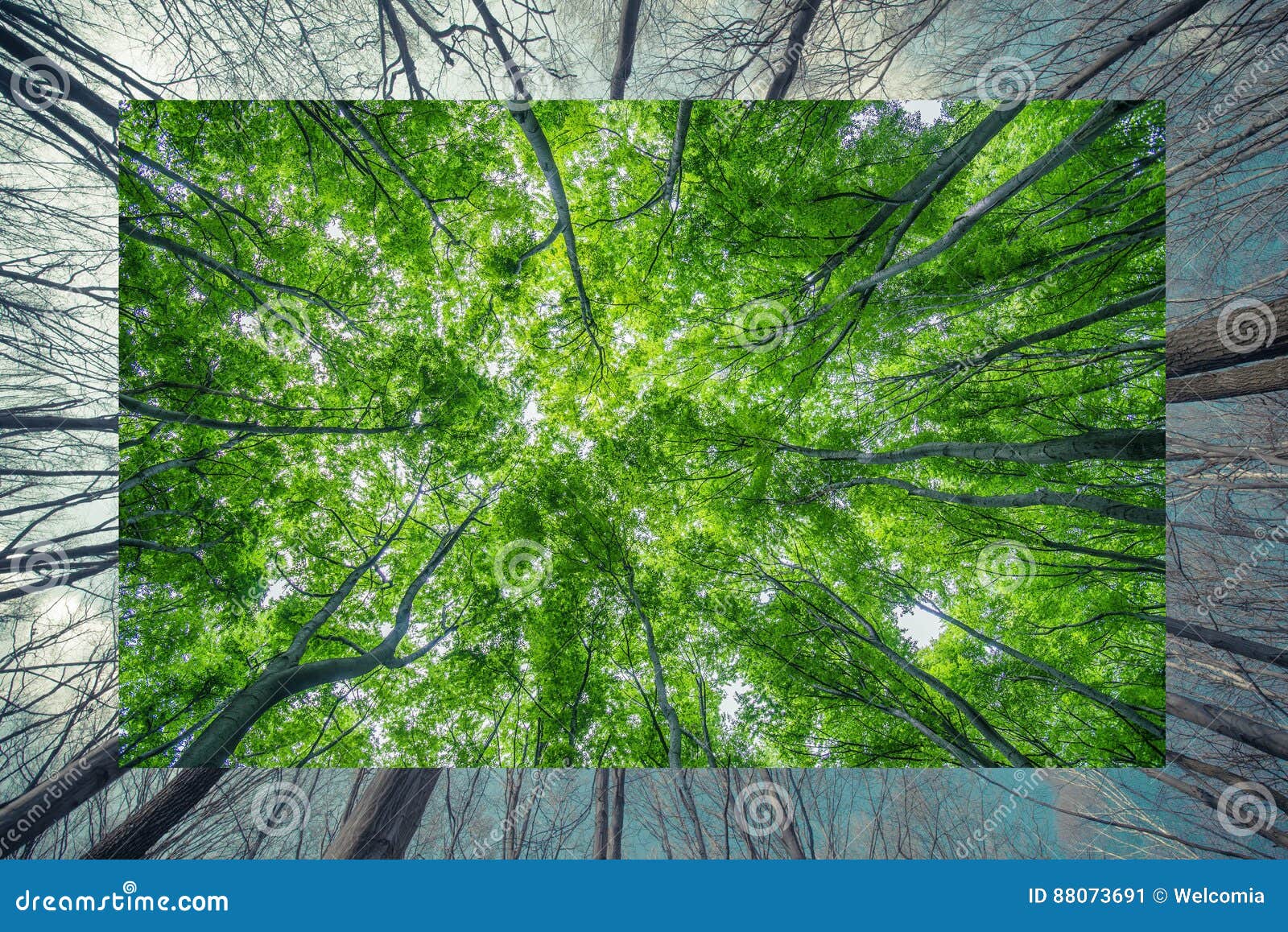 Winter to Spring Concept stock image. Image of plant - 88073691