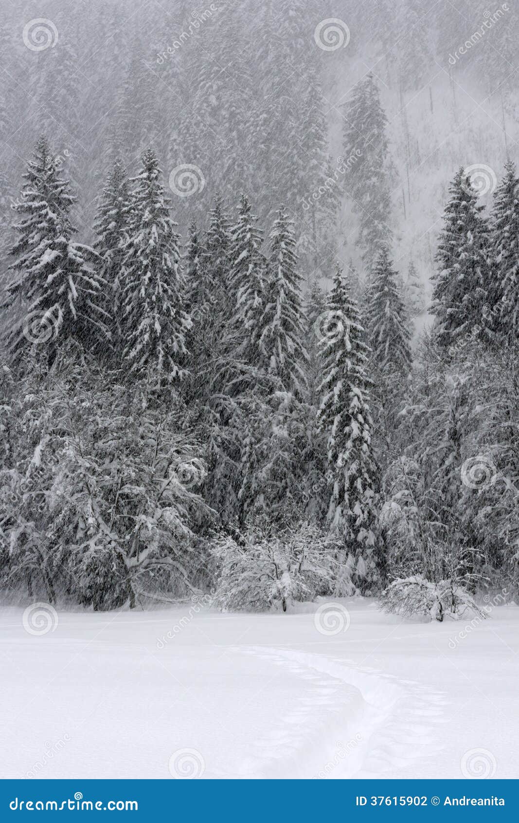 Winter track stock photo. Image of leave, hiking, forms - 37615902